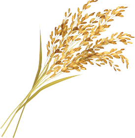 Physically Refined Rice Bran Cooking Oil for a Healthy Heart